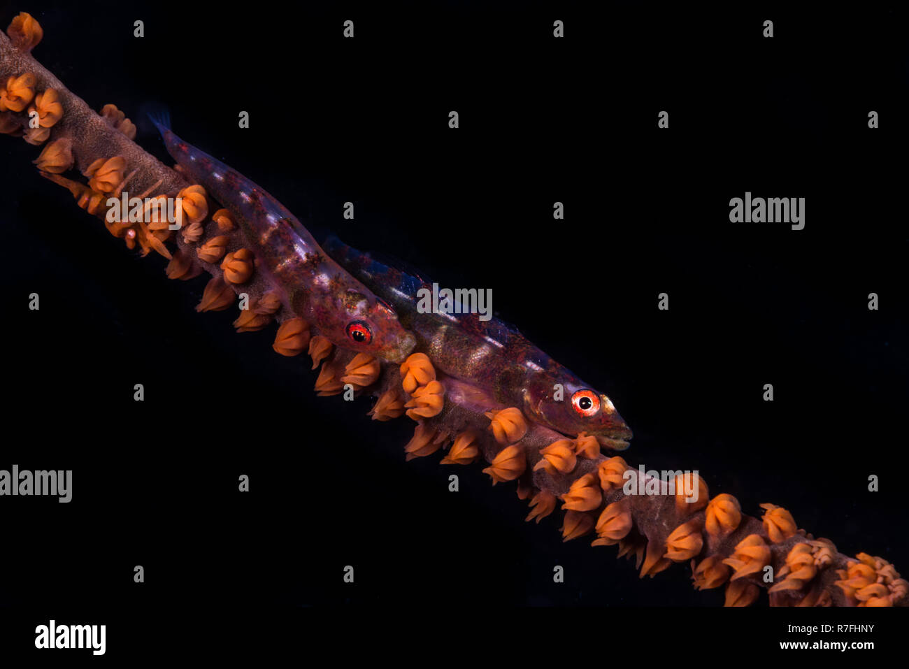 Coral fish hi-res stock photography and images - Alamy