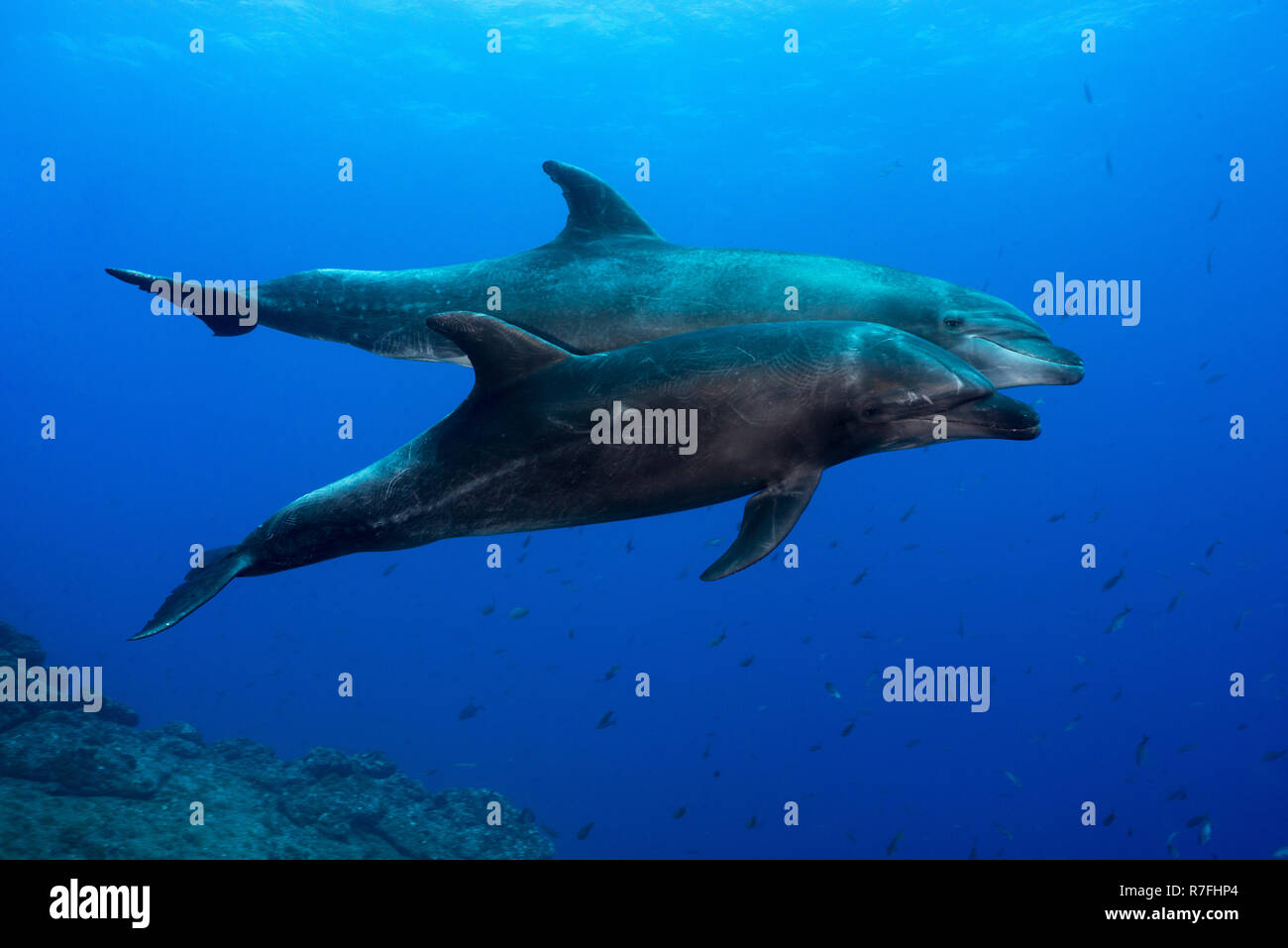Bottlenose dolphin couple swimming along the reef ...