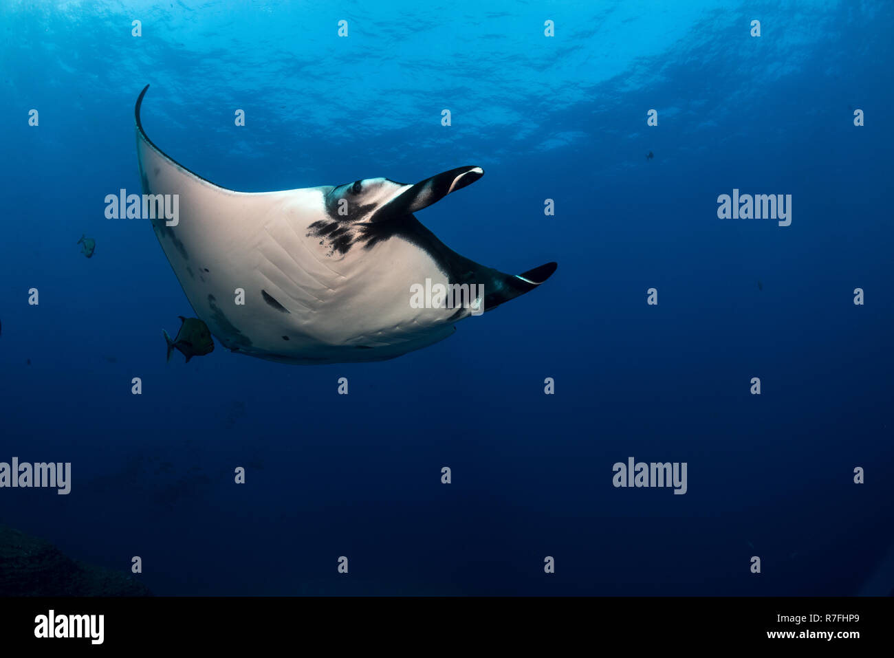 A giant pelagic manta in the blue of the pacific ocean ...