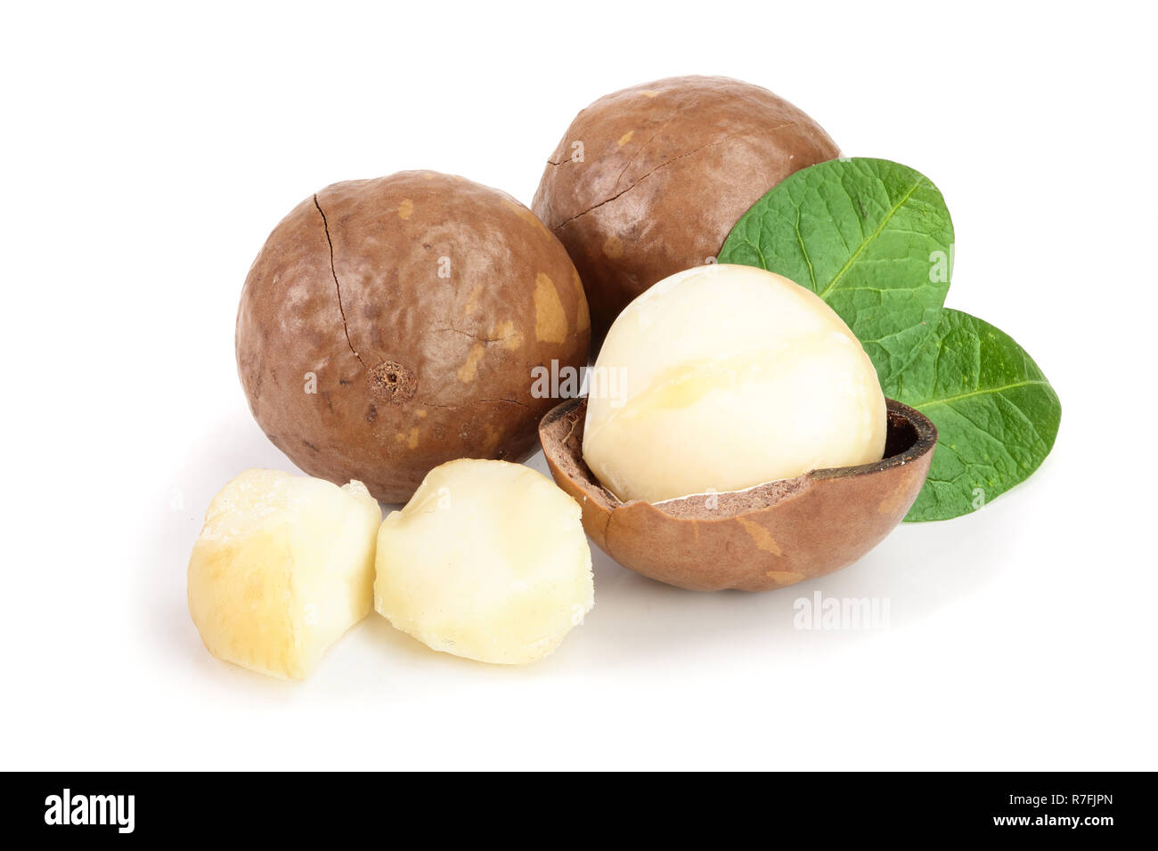 Shelled and unshelled macadamia nuts with leaves isolated on white ...