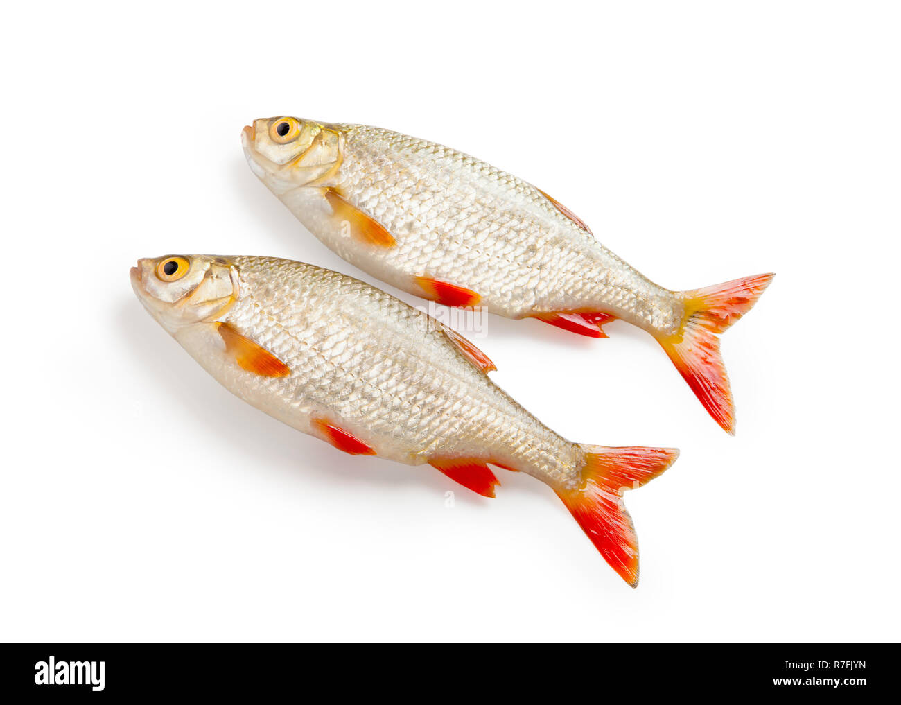 Fish. Fresh raw fish rudd isolated on white background Stock Photo - Alamy
