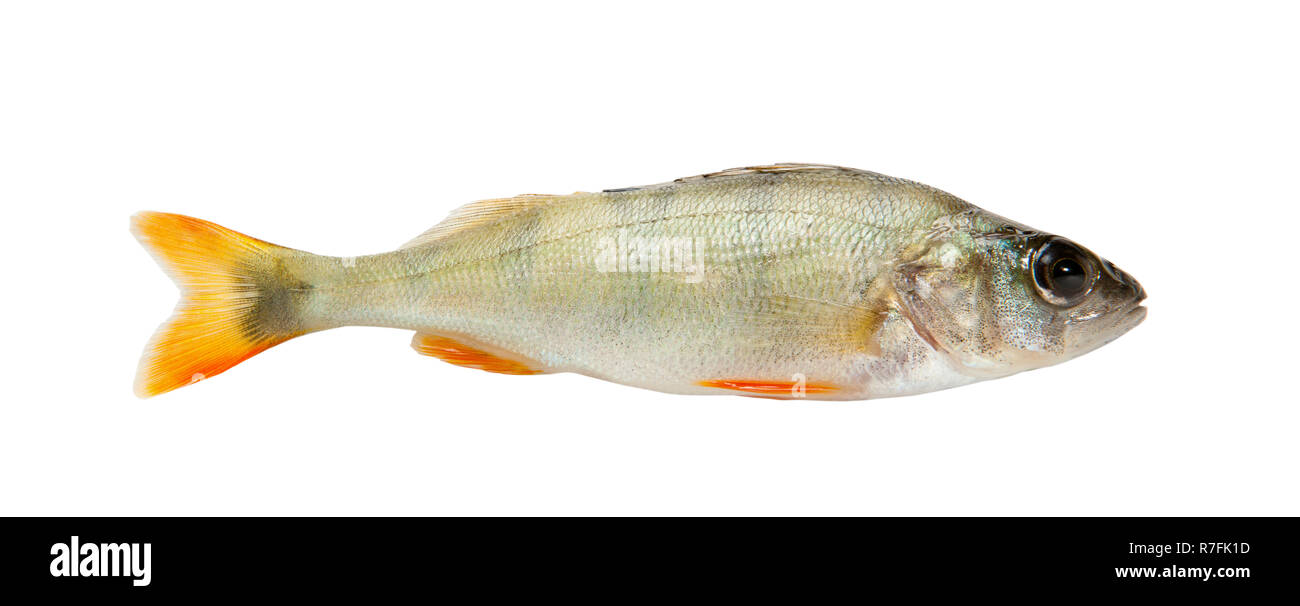 Fish. Fresh raw fish isolated on white background Stock Photo - Alamy
