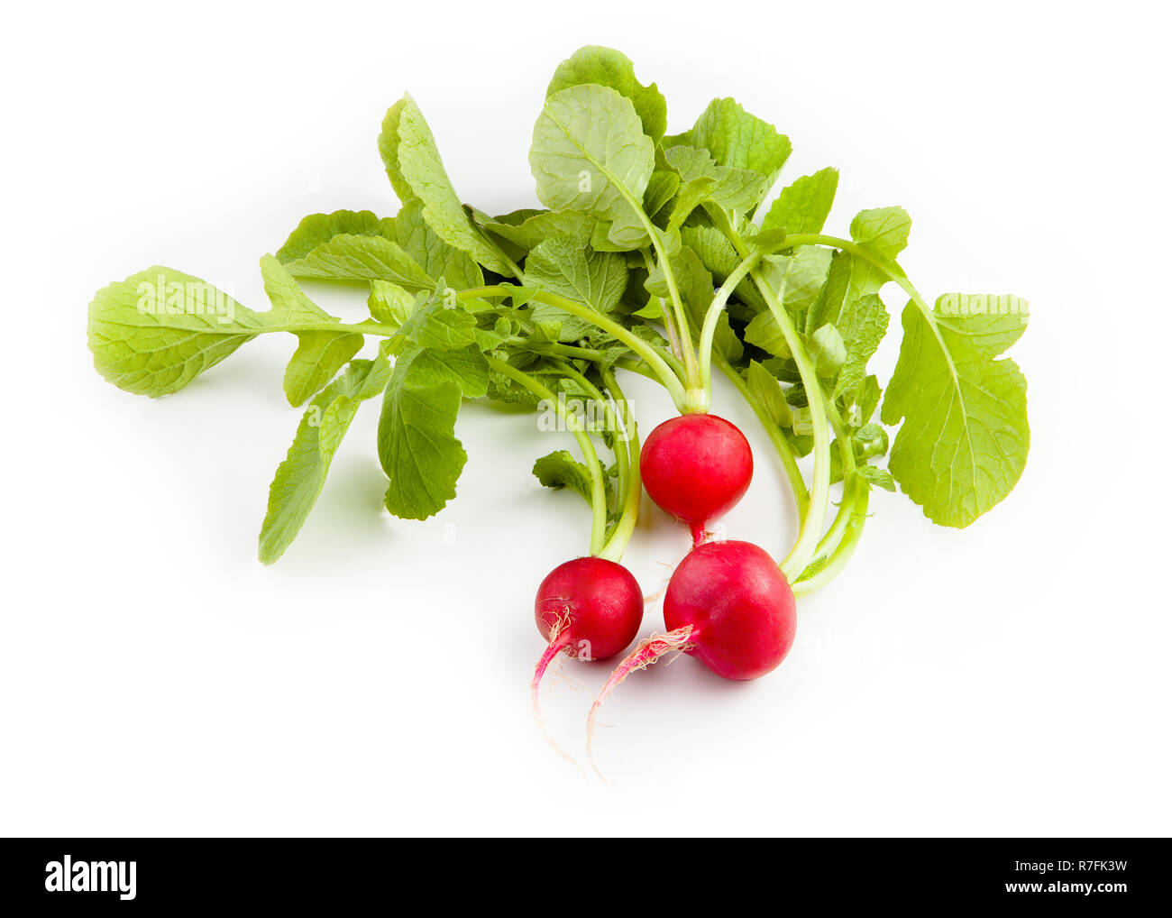 Radish. Fresh red radish isolated on white background Stock Photo - Alamy