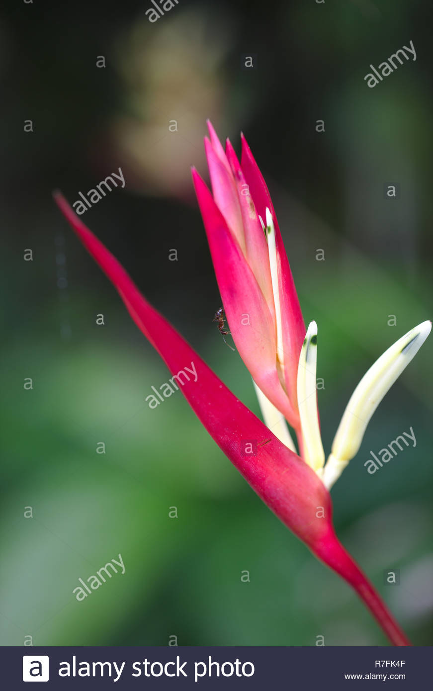 Heliconia Plant Stock Photos & Heliconia Plant Stock Images - Alamy