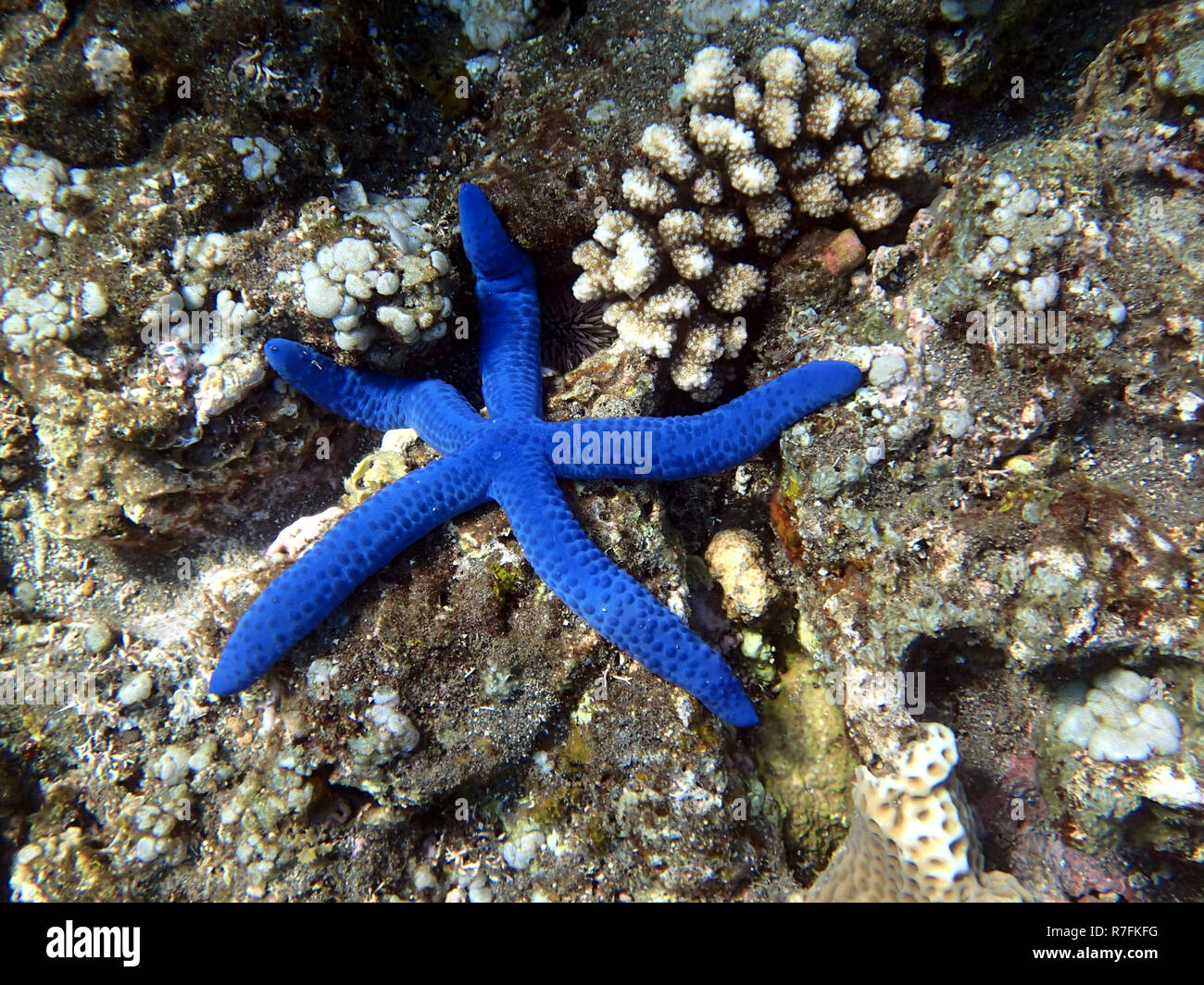 blue starfish - Bali Stock Photo - Alamy