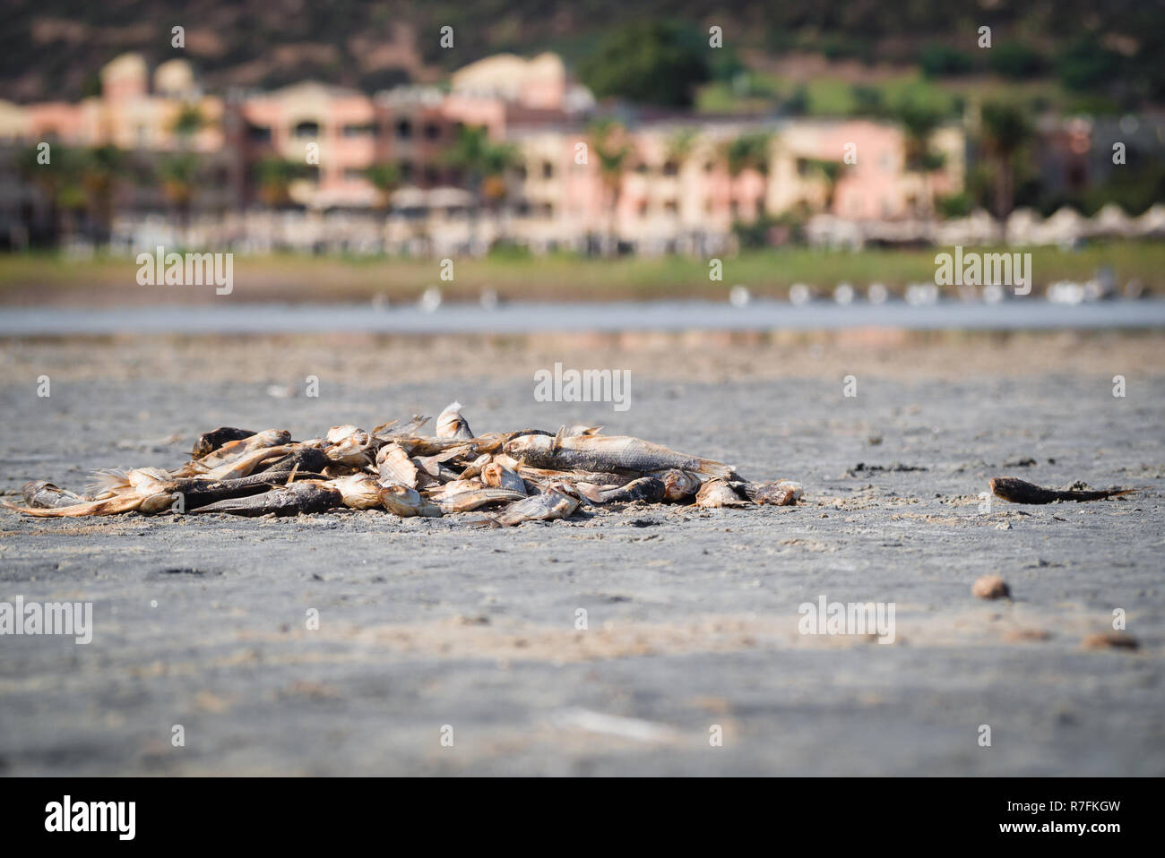 Dead fish due to the drought that has dried up a lake Stock Photo - Alamy