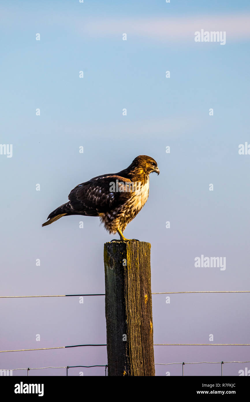 A Red Tailed Hawk at the San Luis National Wildlife Refuge in the ...