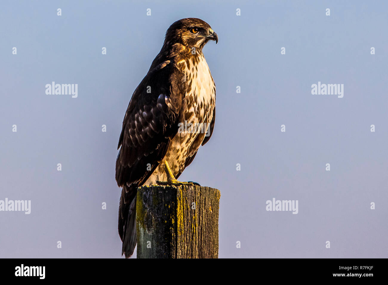 A Red Tailed Hawk at the San Luis National Wildlife Refuge in the ...