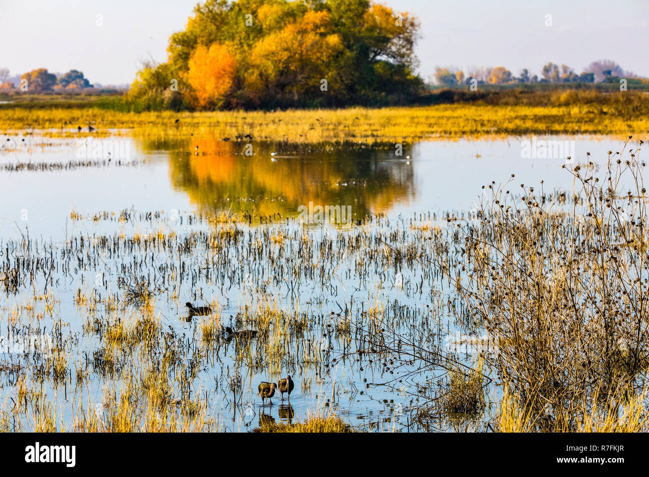 Marshland at the Merced National Wildlife Refuge in the Central Valley ...