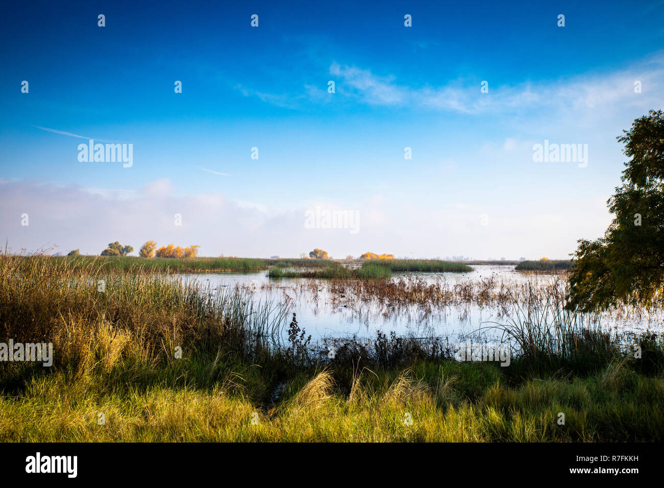 Marshland at the Merced National Wildlife Refuge in the Central Valley ...