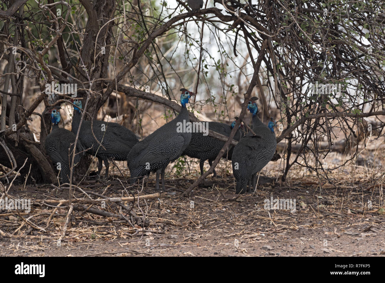 Bush fowl hi-res stock photography and images - Alamy