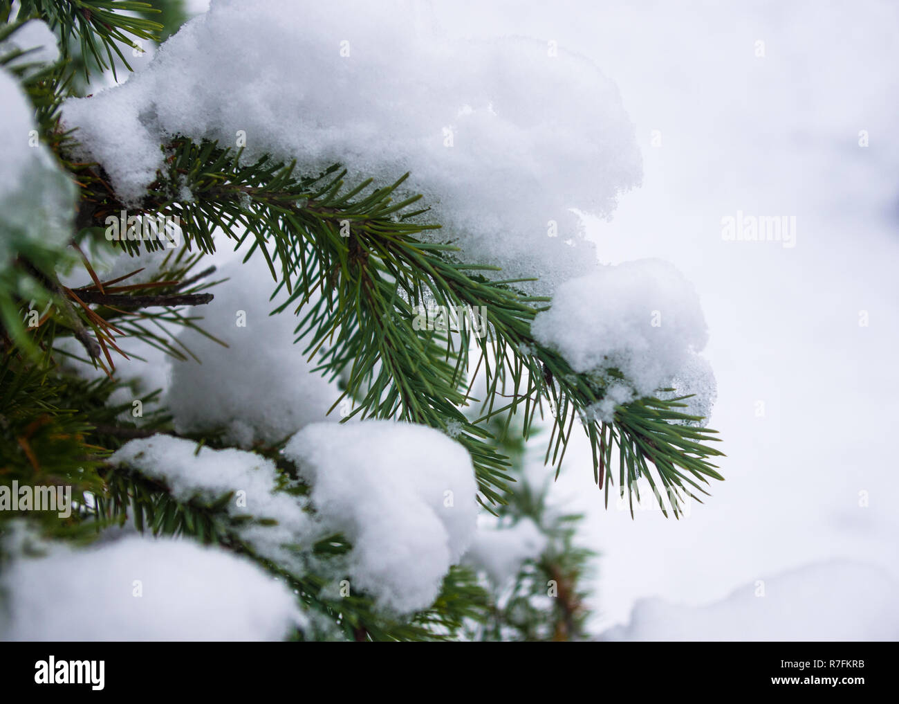 Green fluffy fir tree branch in the snow, Christmas wallpaper concept ...