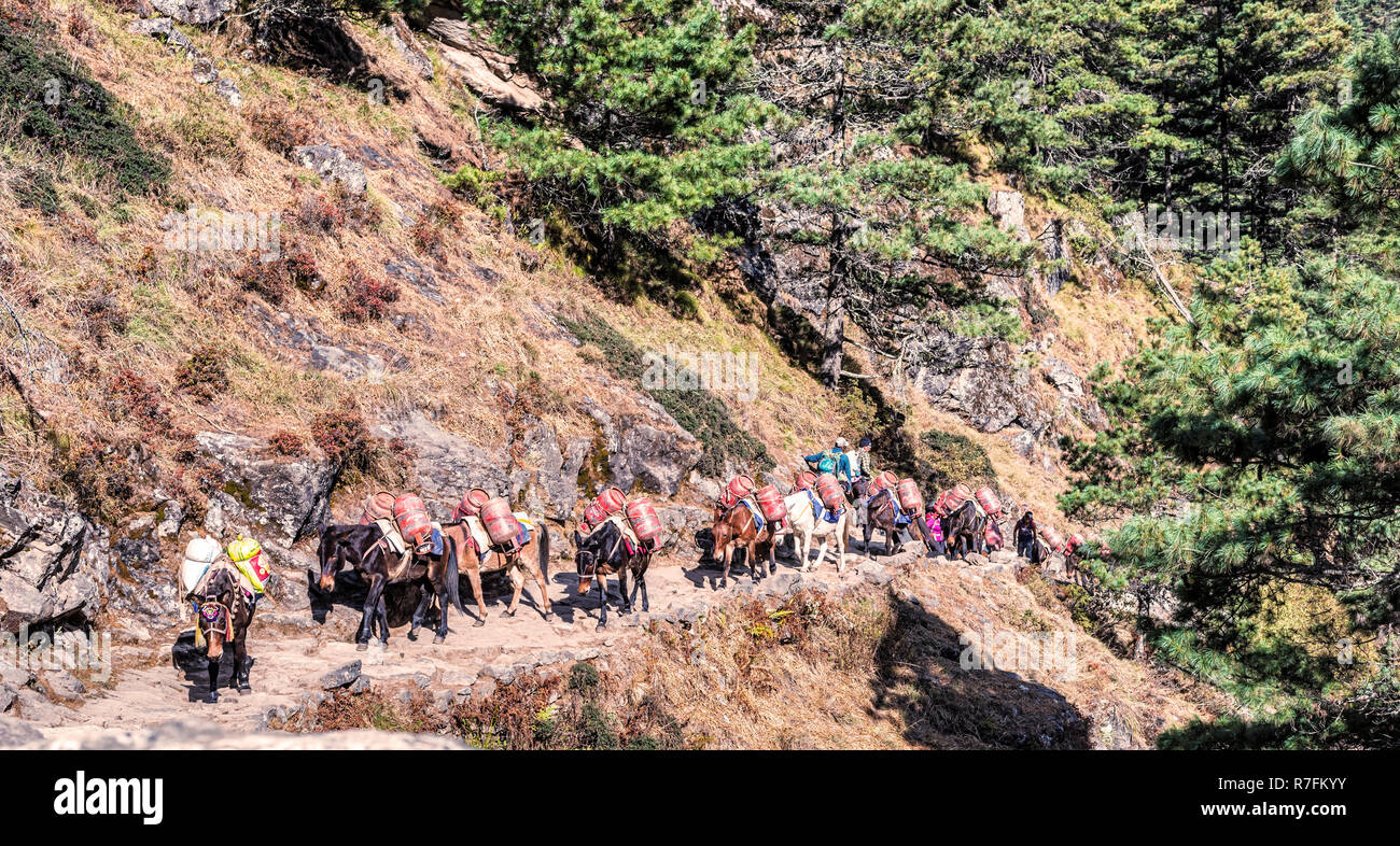 Donkey train hi-res stock photography and images - Alamy