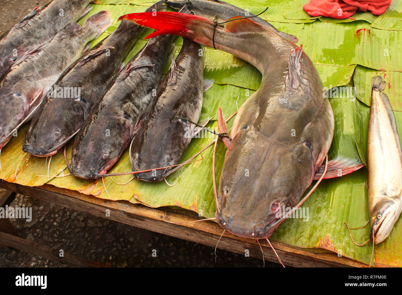 Freshly caught catfish on palm leaf in a morning fish market, Luang ...