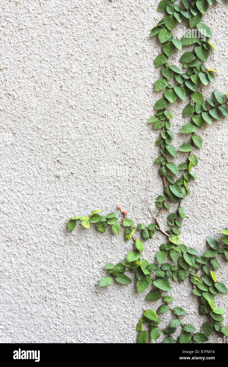 Ivy on stucco wall of grey color Stock Photo - Alamy