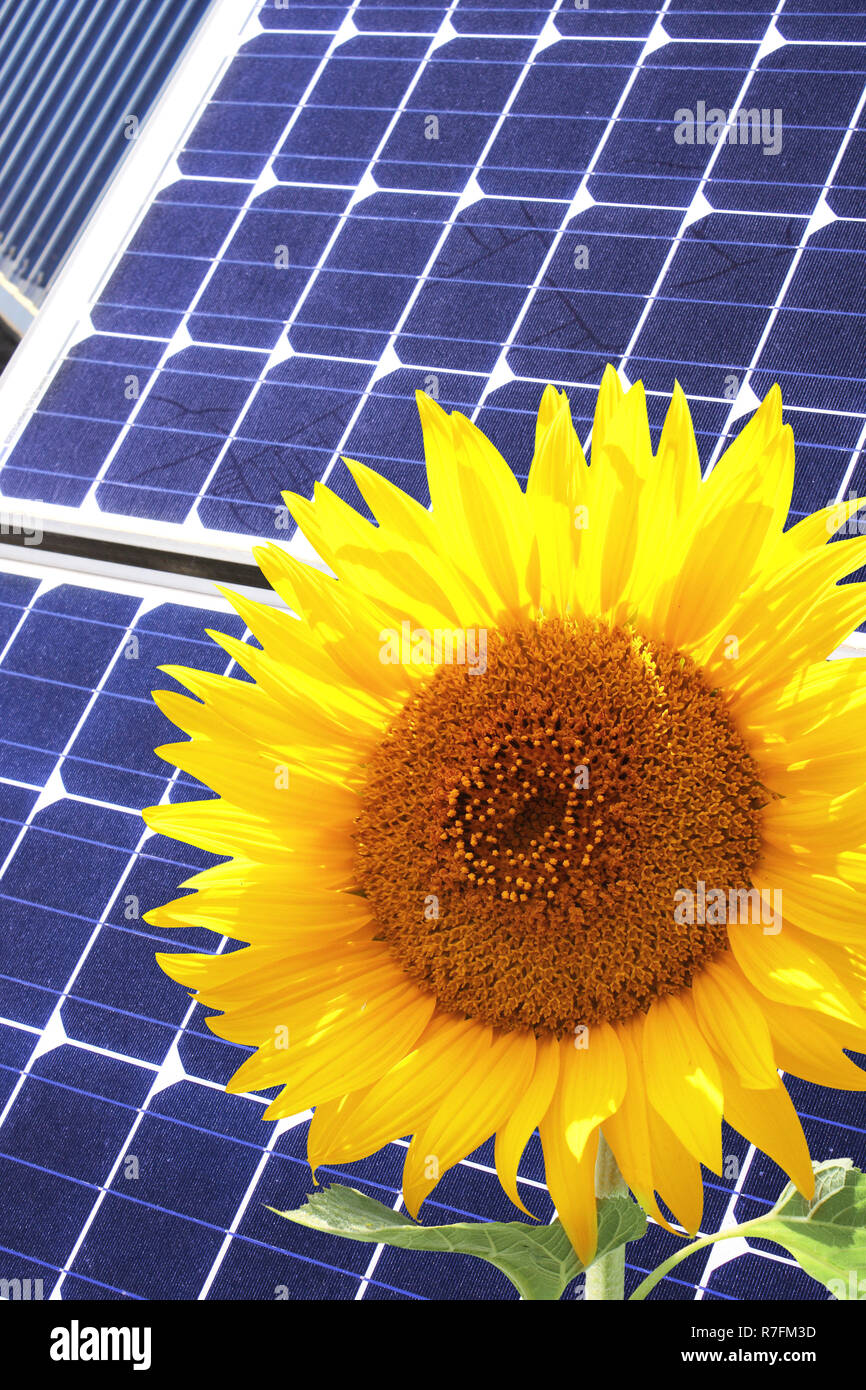Solar cells of blue color and yellow sunflower Stock Photo - Alamy