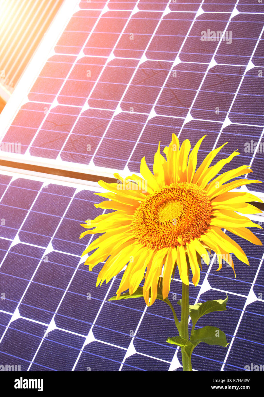 Solar cells of blue color and yellow sunflower Stock Photo - Alamy