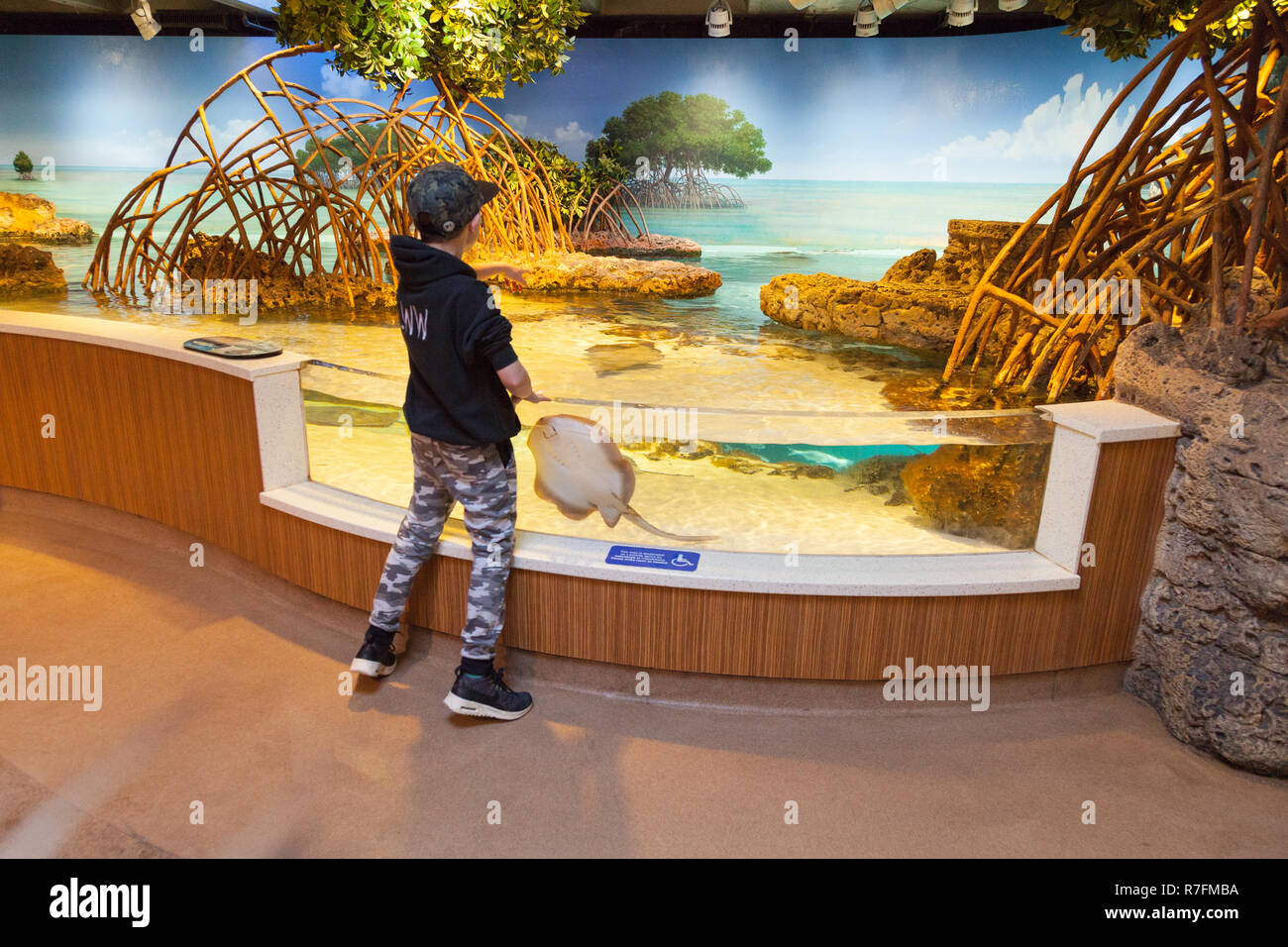 Shark and ray touch tank hi-res stock photography and images - Alamy