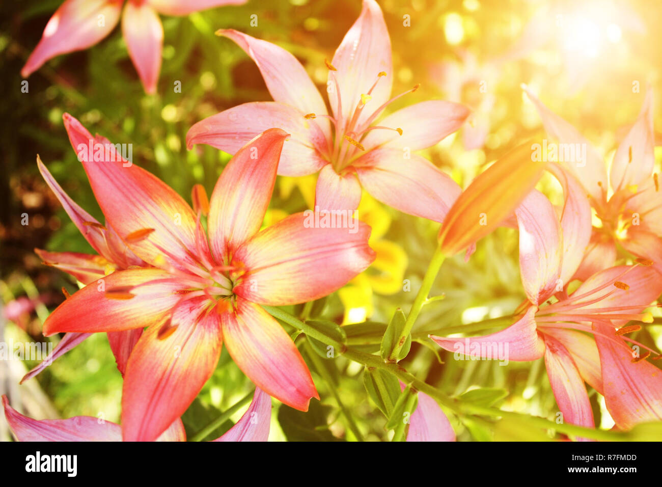 Beautiful lilies with raindrops on petals Stock Photo - Alamy