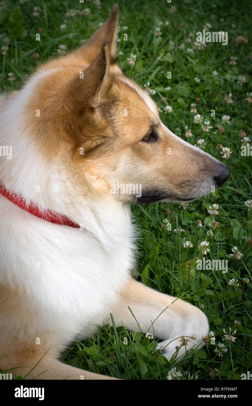 Beautiful Golden Collie Dog Side View Stock Photo - Alamy