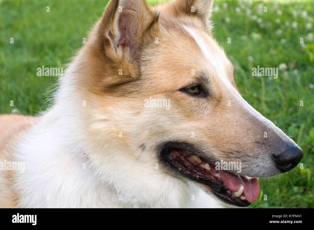 Beautiful Mixed Collie Dog Portrait with grass background Stock Photo ...