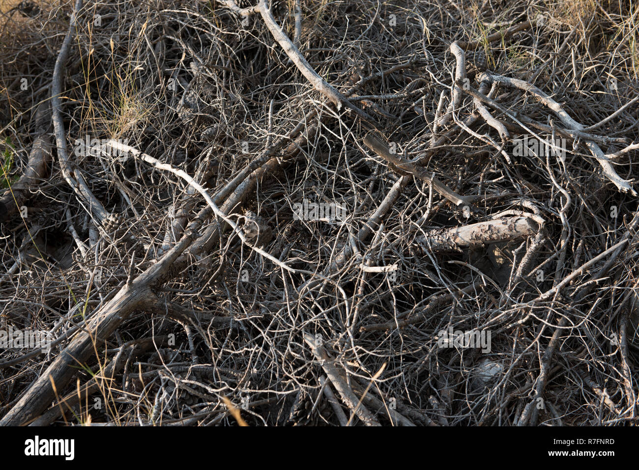 Old grey tree branches hi-res stock photography and images - Alamy