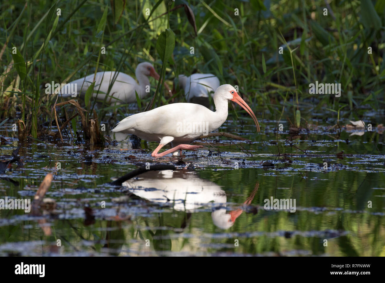 Wading bird rookery hi-res stock photography and images - Alamy