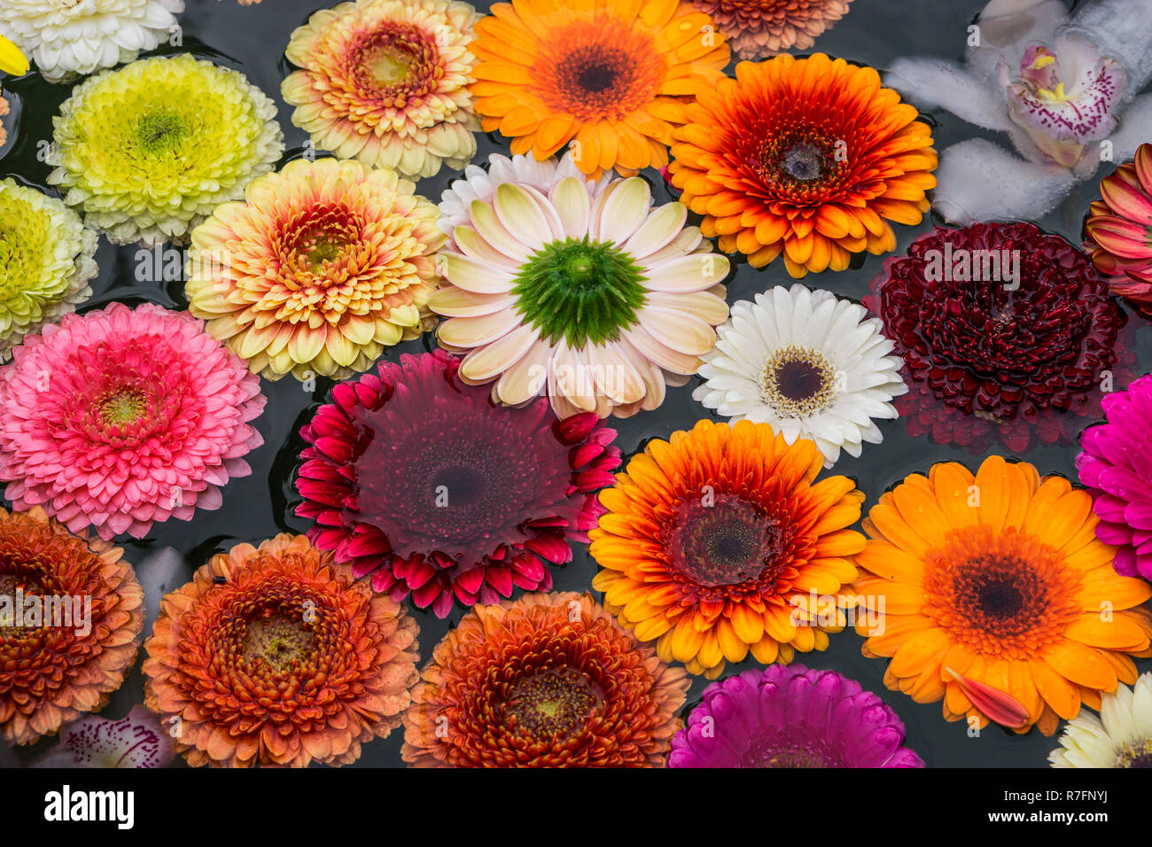Swimming flowers, Gerbera Daisy, fountain, Zurich, Switzerland Stock ...