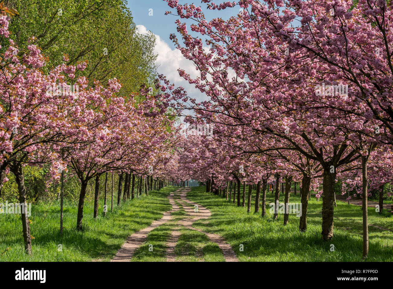 Cherry alley, Teltow, near Berlin, Mauerweg, wall path, Brandenburg ...