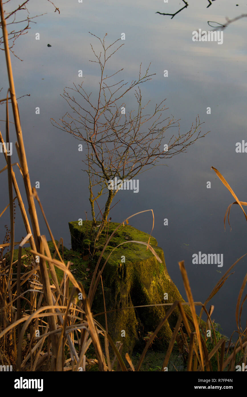 Tree stump with tree growing from it. Resurrection and new life Stock ...