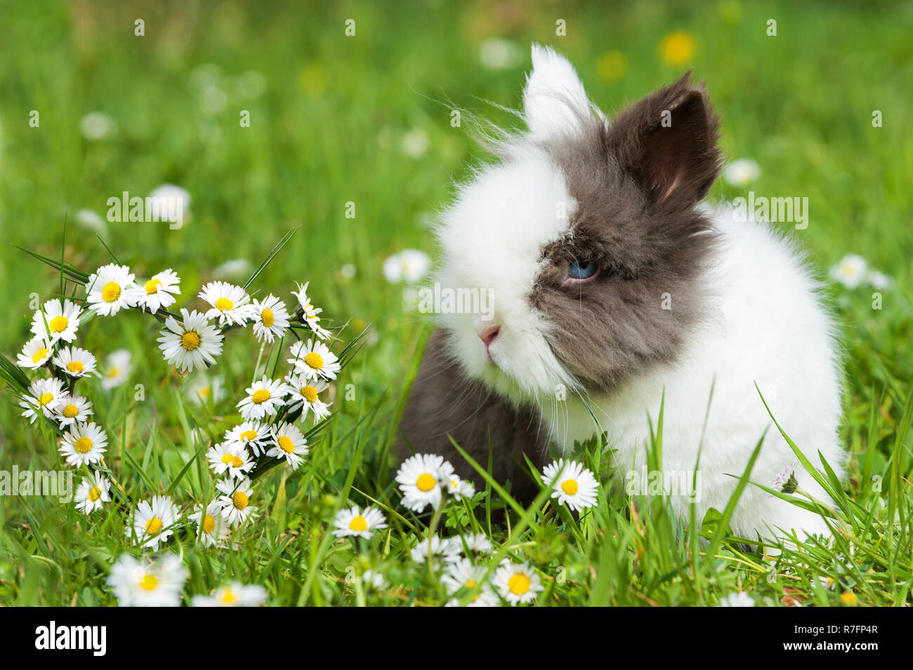 It s spring hi-res stock photography and images - Alamy