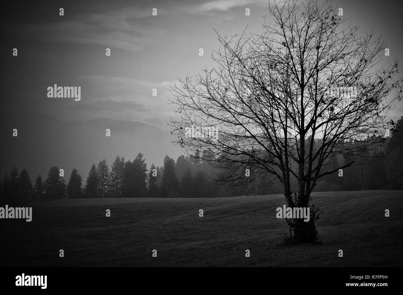 Green pine color landscape Black and White Stock Photos & Images - Alamy