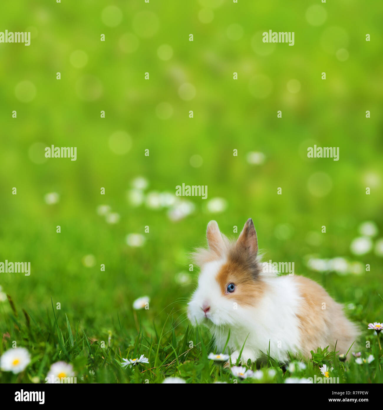 Dwarf rabbit in s spring meadow Stock Photo - Alamy
