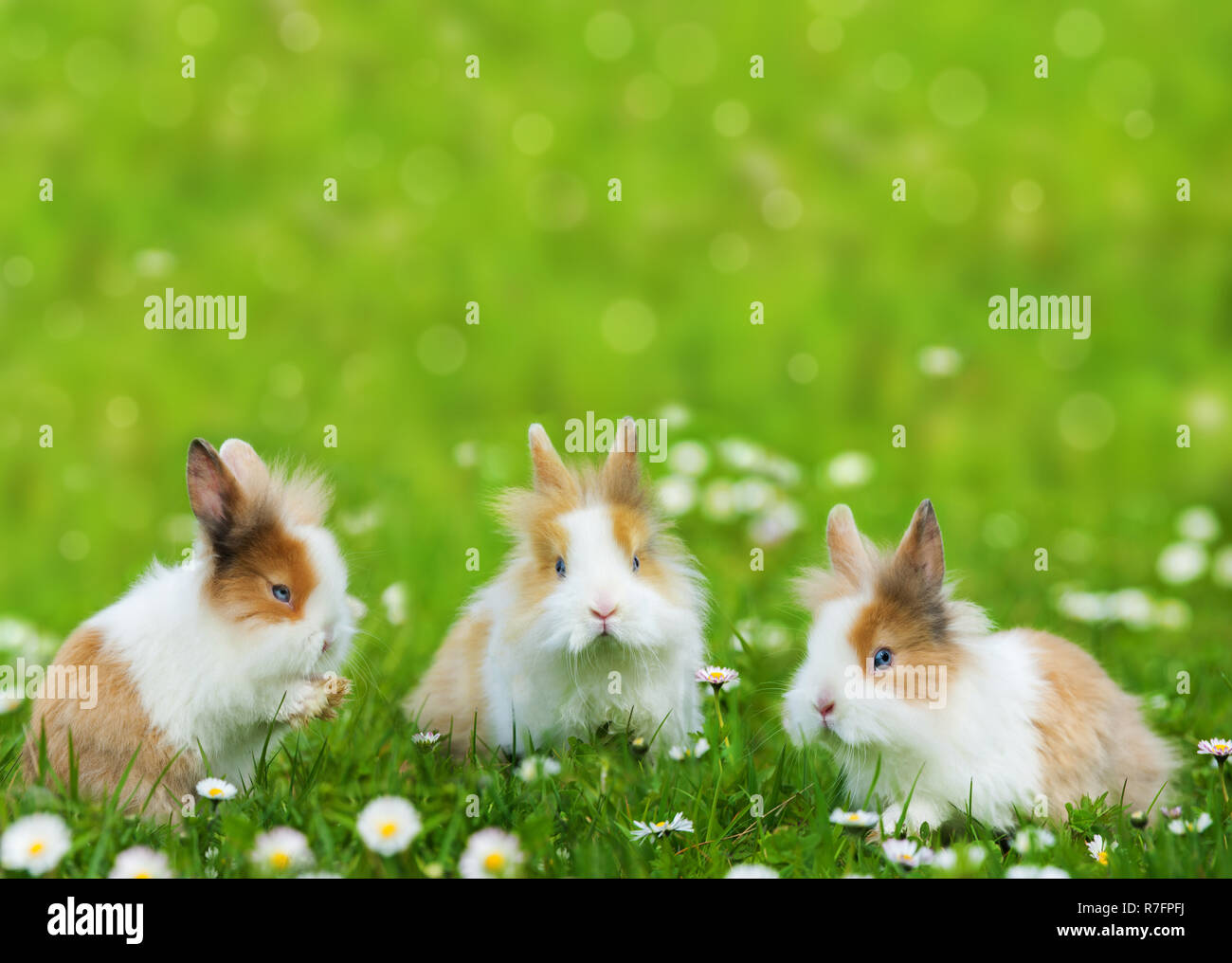 It s spring hi-res stock photography and images - Alamy
