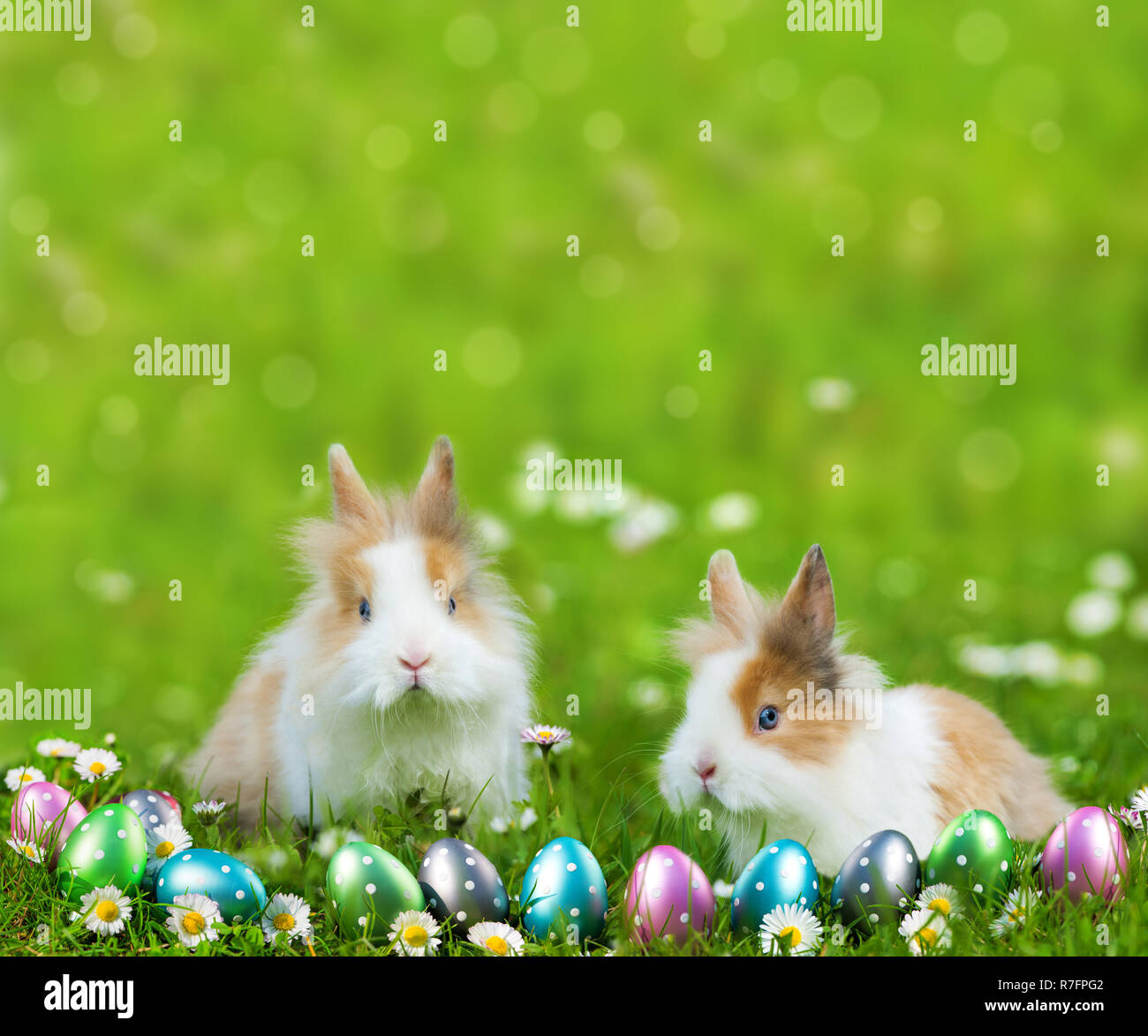 Dwarf rabbit in s spring meadow Stock Photo - Alamy