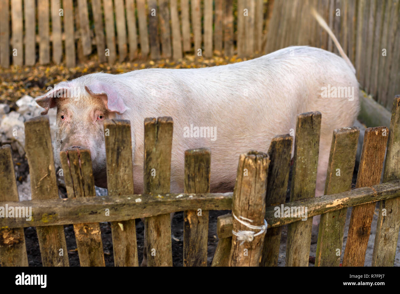 Pig on fence hi-res stock photography and images - Alamy