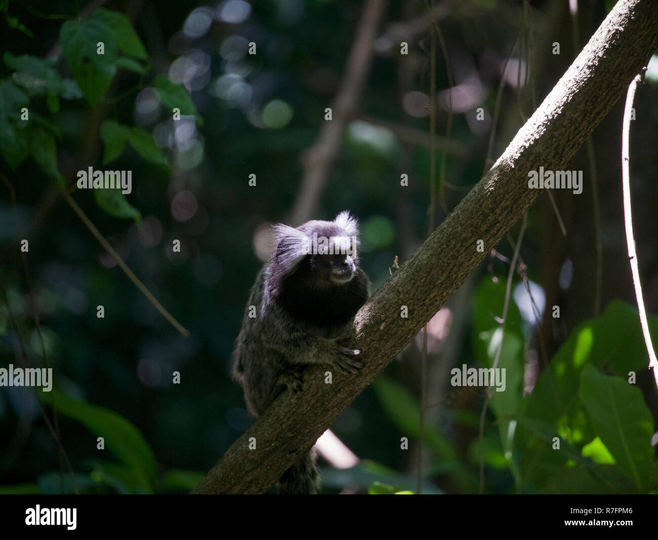 Common Marmoset climbing a branch deep inside a tropical rainforest in ...
