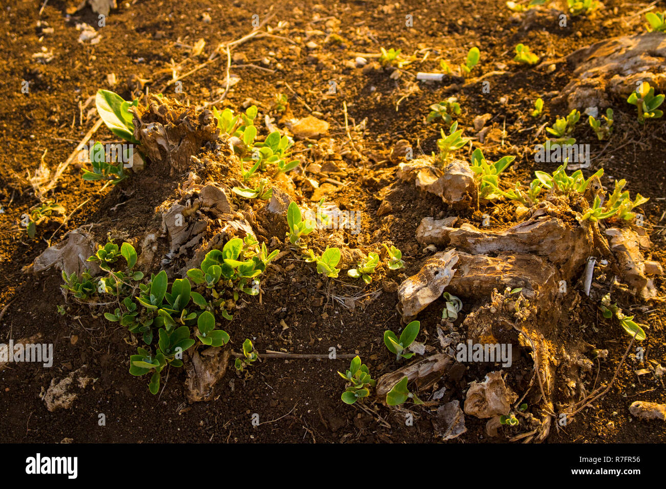 Ground jungle hi-res stock photography and images - Alamy