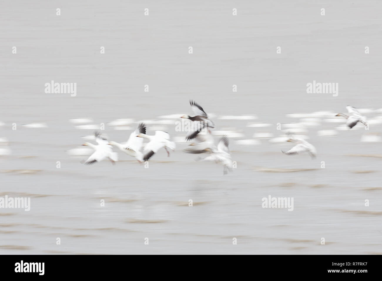 Blue goose hi-res stock photography and images - Alamy