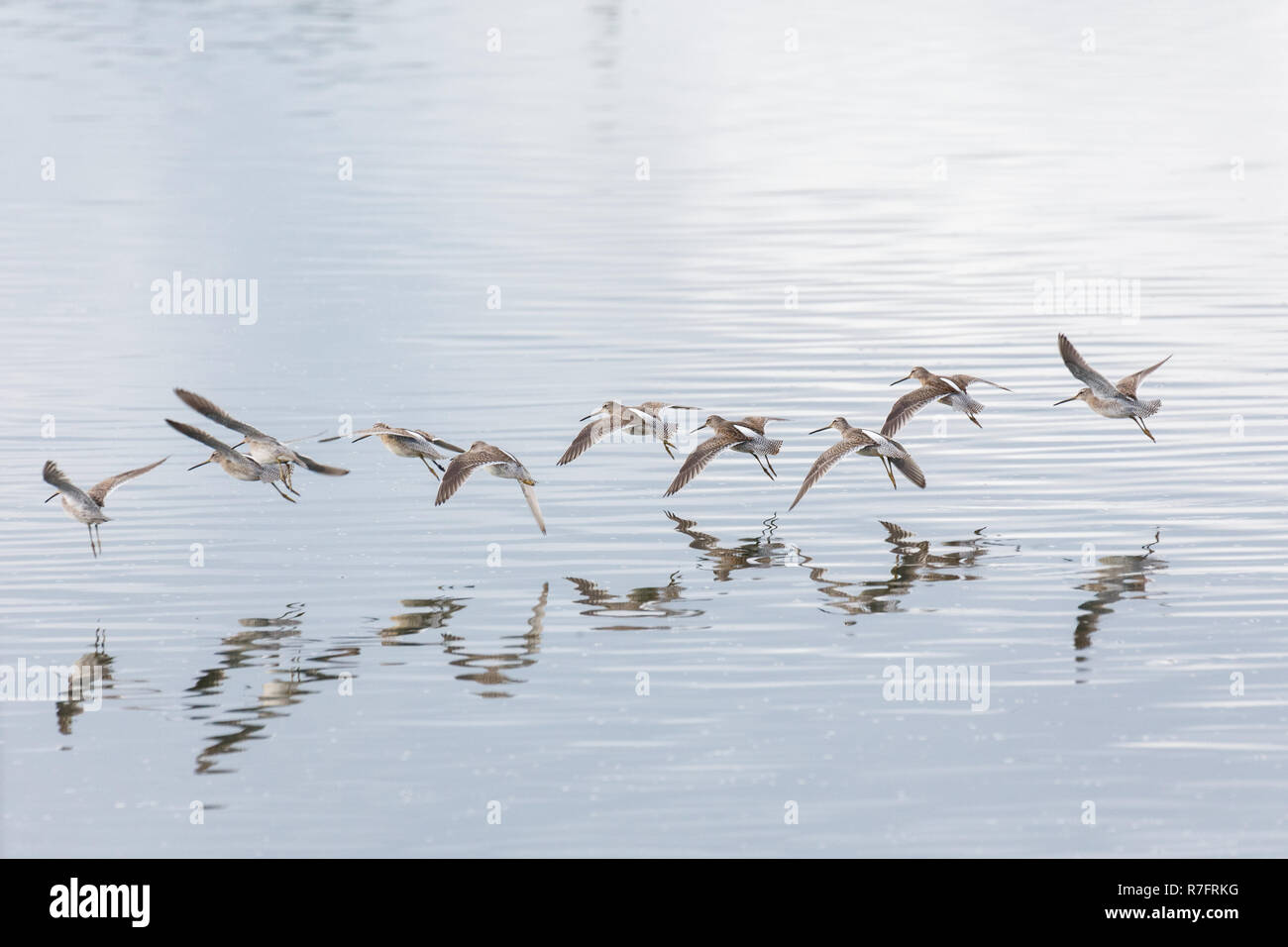Flying Long billed dowitcher at Vancouver BC Canada Stock Photo - Alamy
