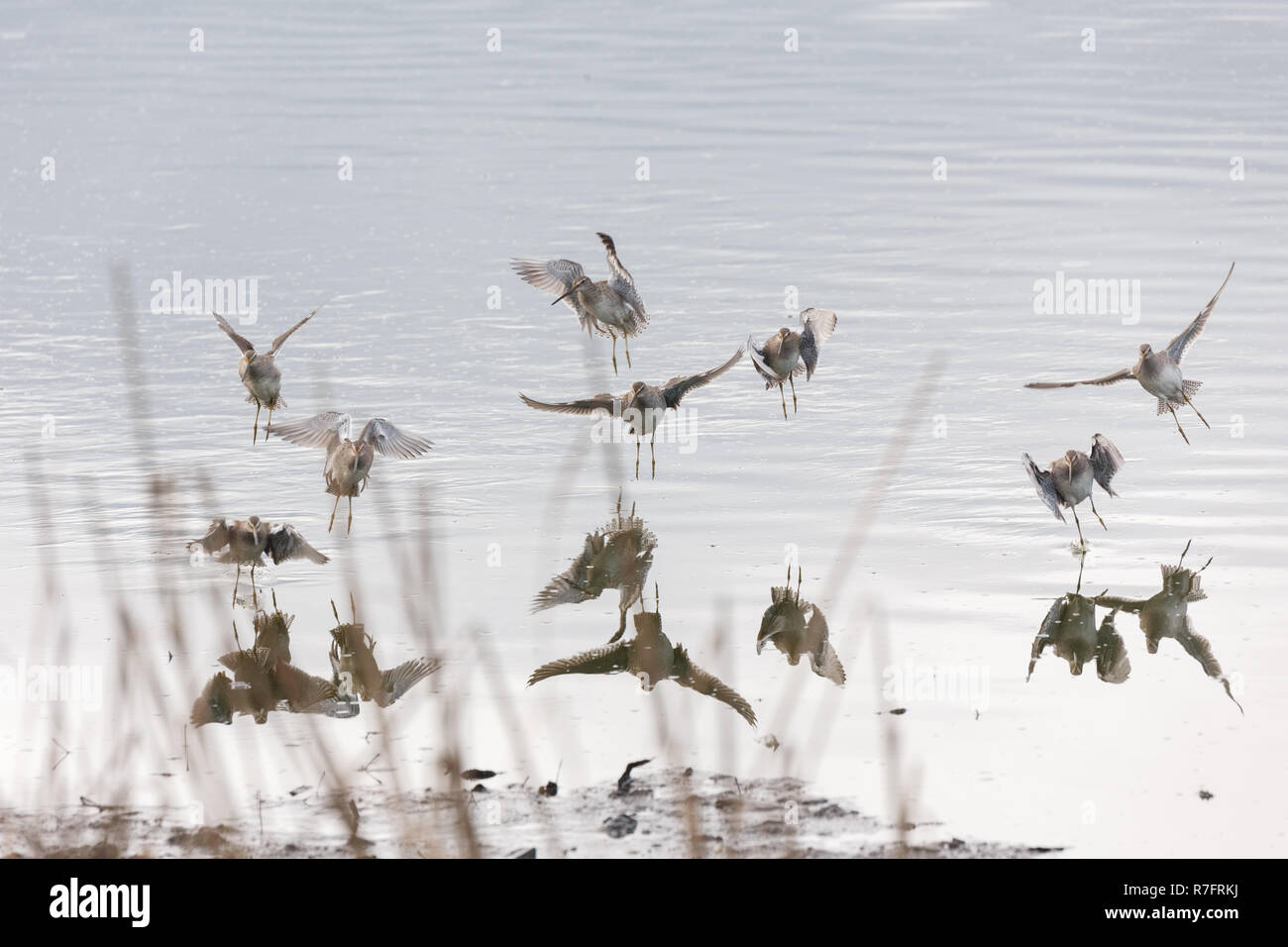 Flying Long billed dowitcher at Vancouver BC Canada Stock Photo - Alamy