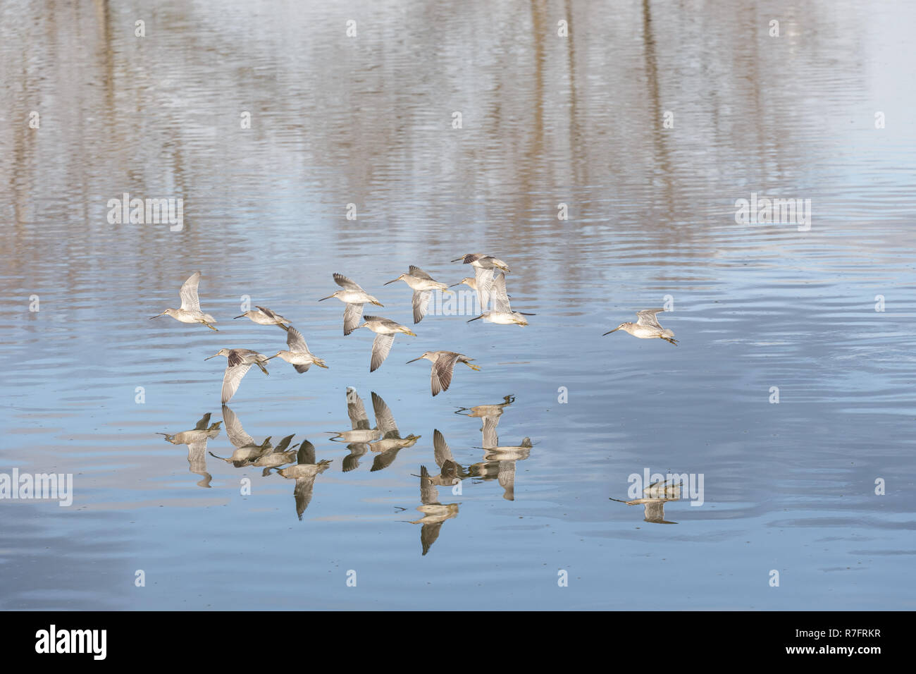 Flying Long billed dowitcher at Vancouver BC Canada Stock Photo - Alamy