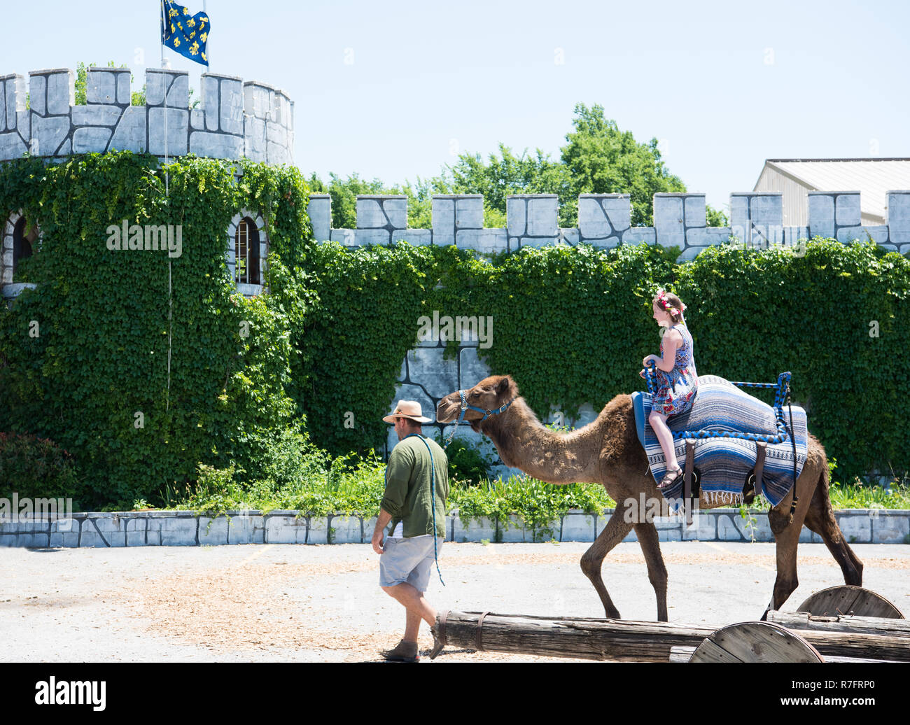 Trained camel hi-res stock photography and images - Alamy
