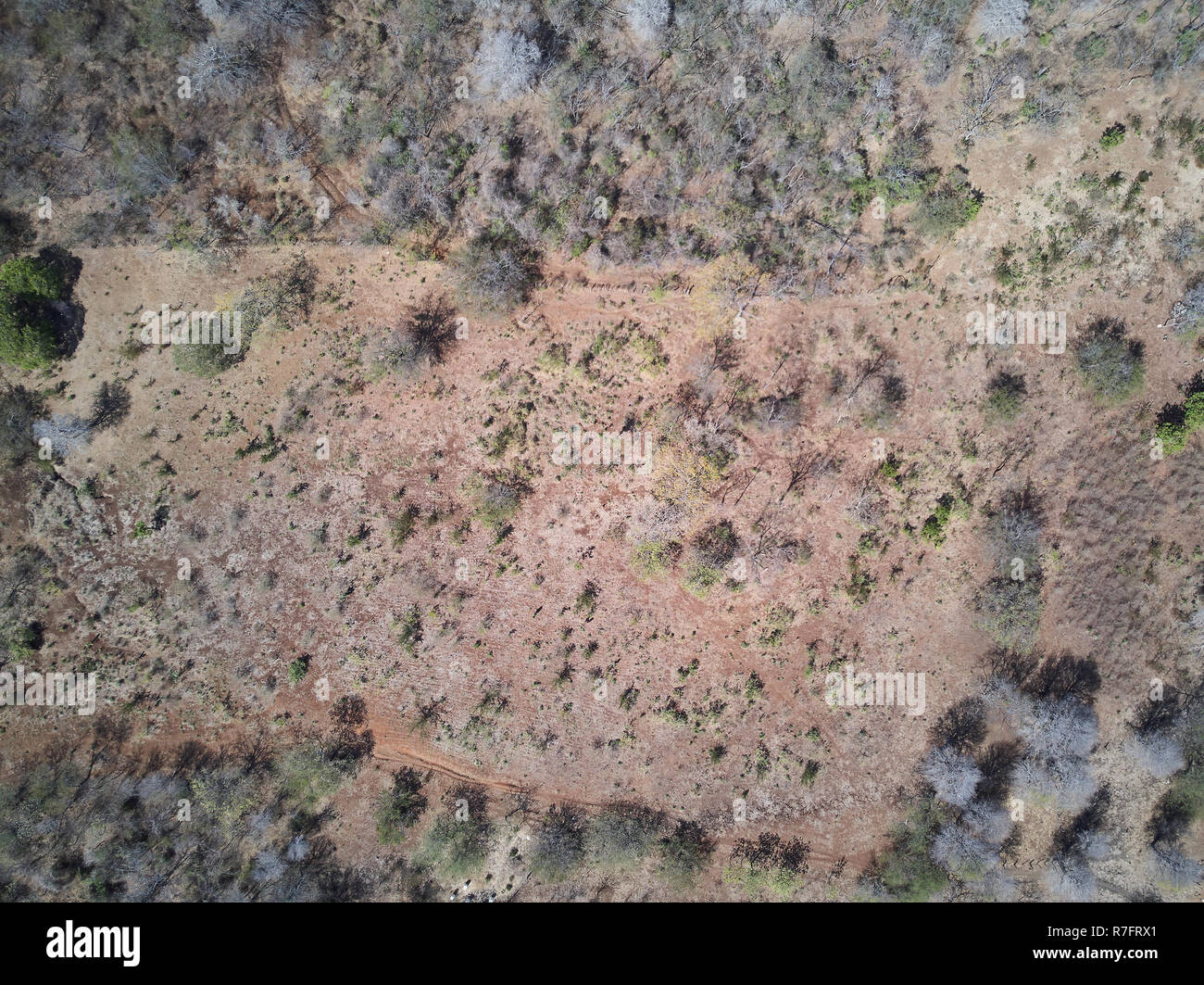 Dry forest landscape aerial top view. Dry season theme Stock Photo - Alamy