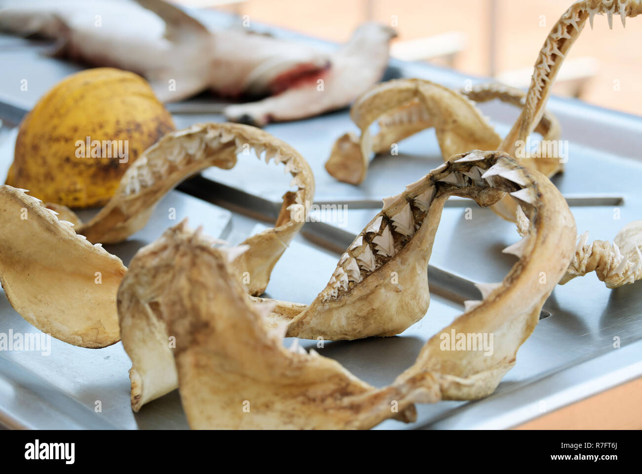 Durban, KwaZulu-Natal, South Africa, bony jaws of different shark ...