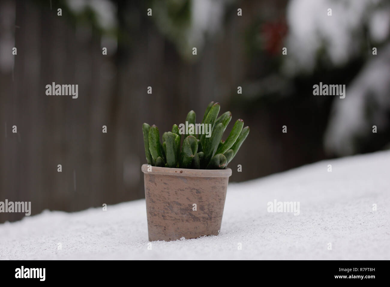 Small green friend Stock Photo - Alamy