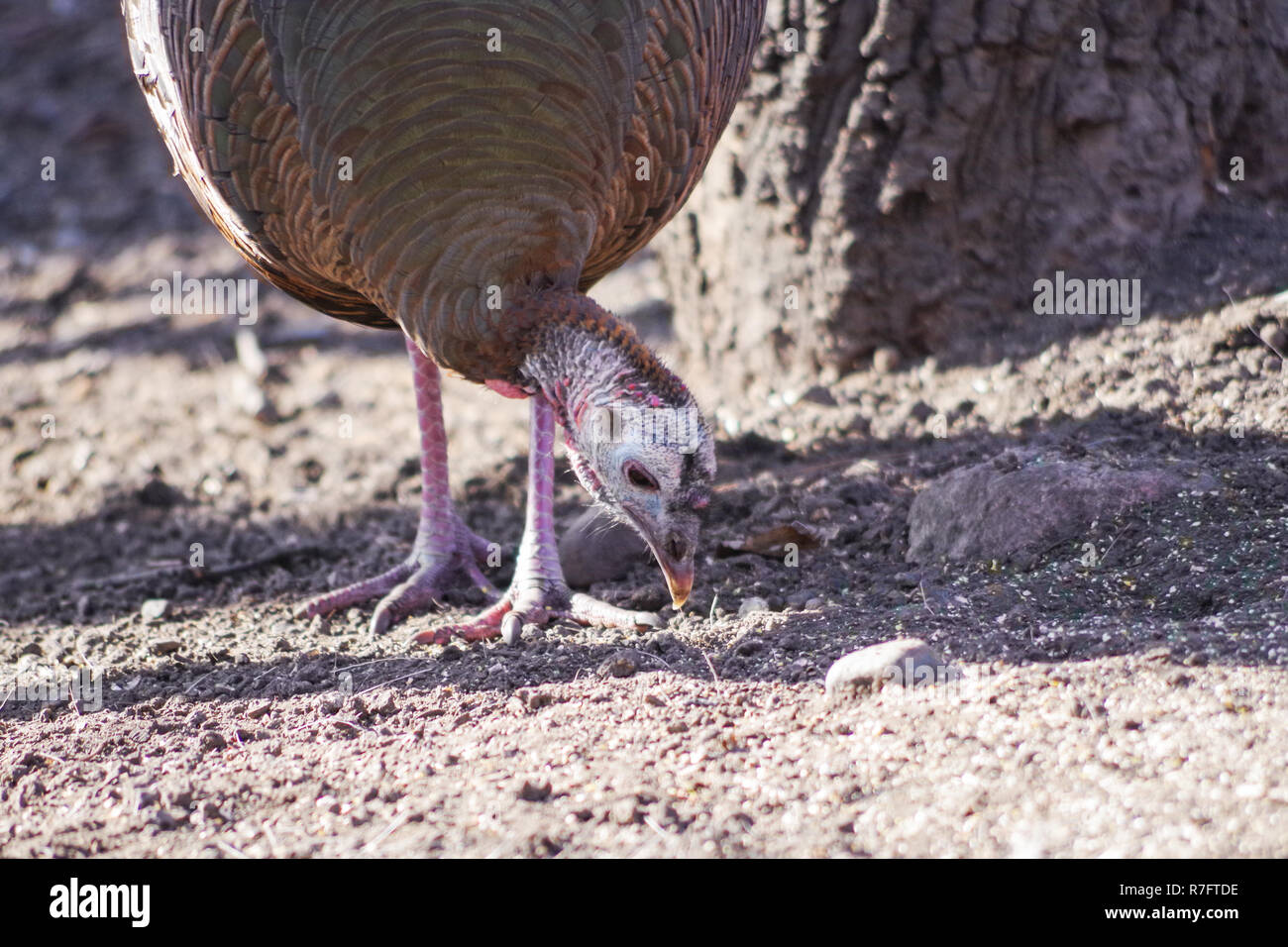 Wild Turkey (Meleagris Gallopavo), female / hen Stock Photo - Alamy
