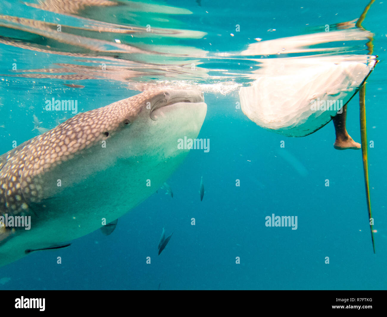 Swimming with Whale Sharks in Oslob, Cebu, Philippines Stock Photo - Alamy Swimming with Whale Sharks in Oslob, Cebu, Philippines Stock Photo - Alamy