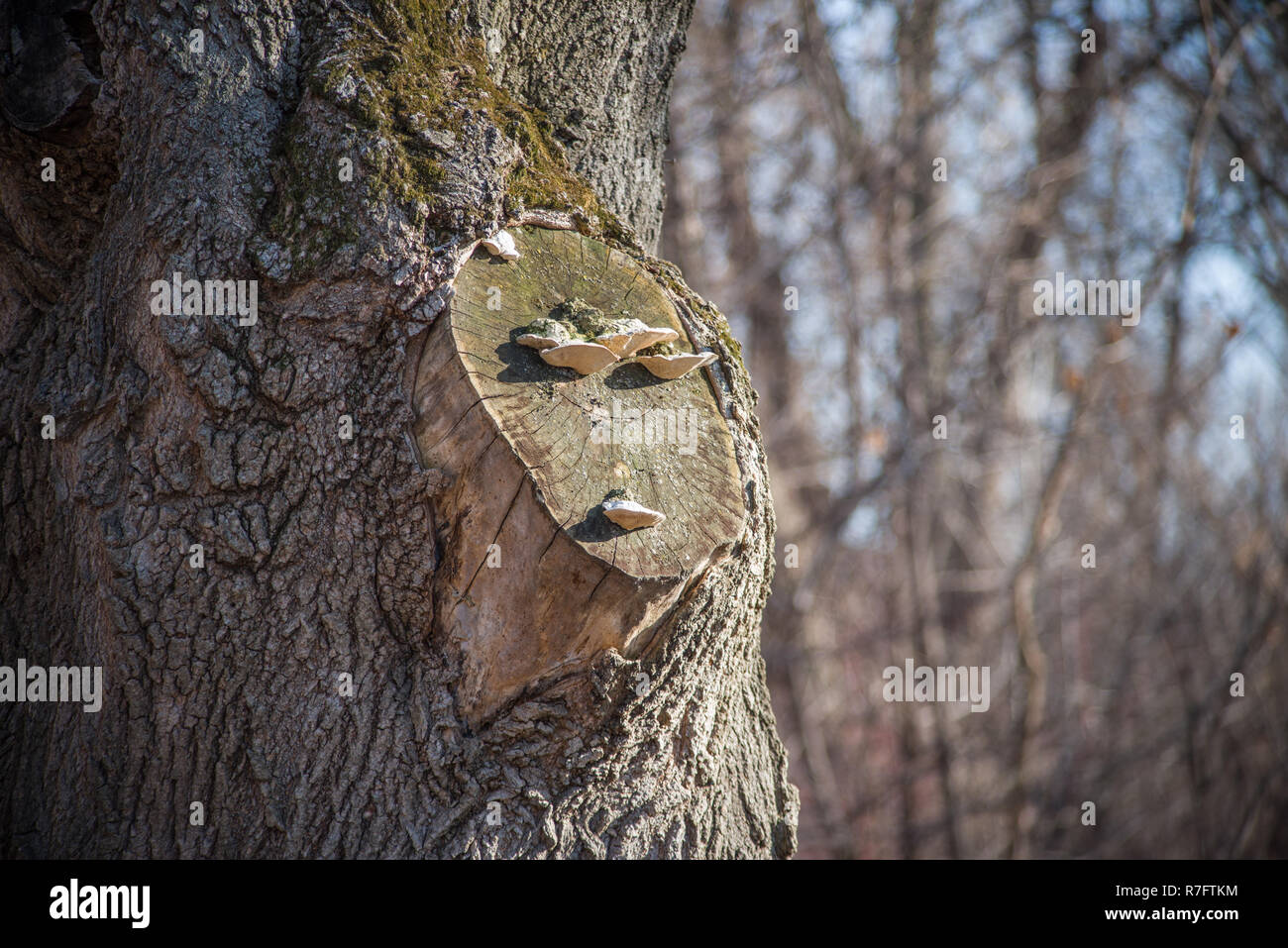 Shelf fungus and moss on wounded tree Stock Photo - Alamy