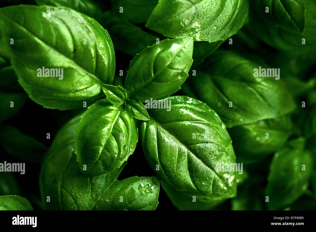 Beautiful basil hi-res stock photography and images - Alamy